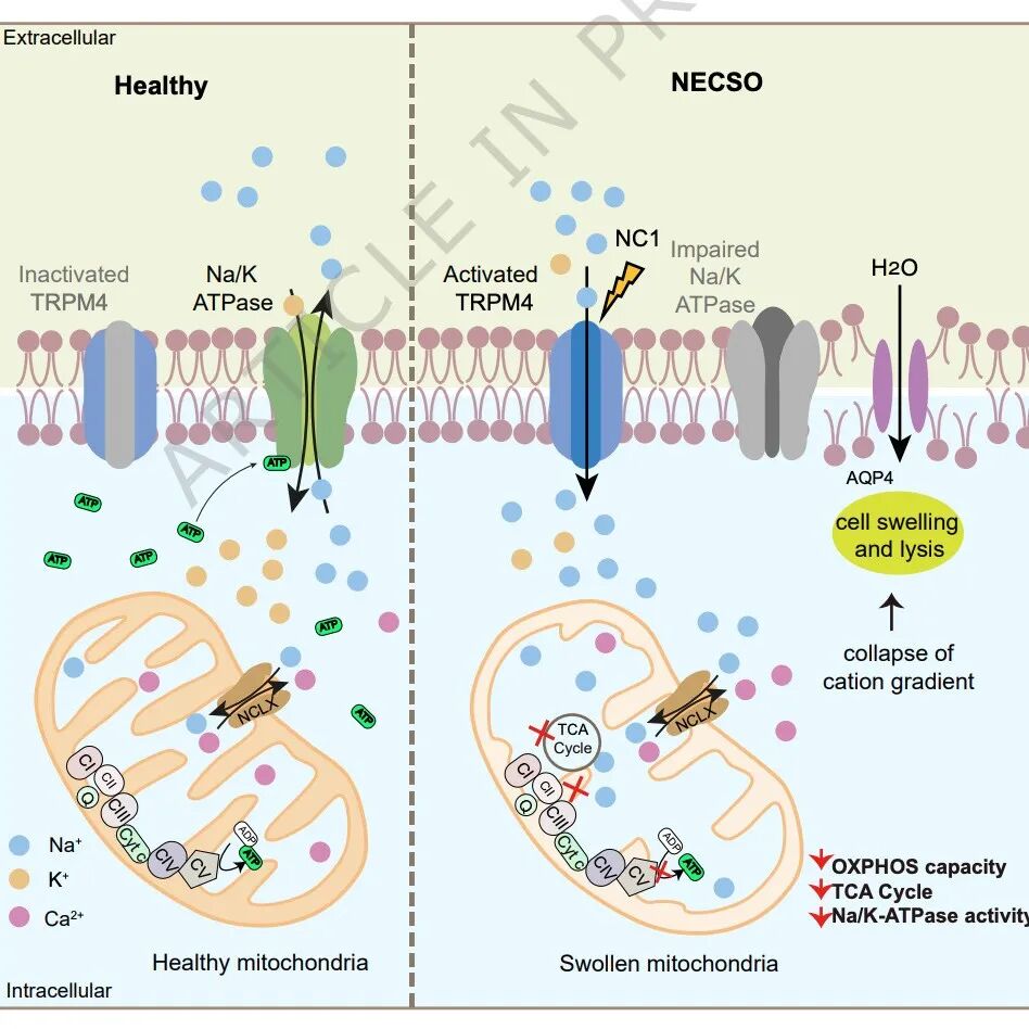研究前沿：物理所-交错磁体KV2Se2O | Nature Physics - Book学术