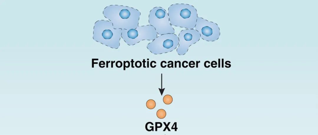 Adv\u00A0Sci\u00A0|\u00A0喝一口可乐就能启动细胞治疗？华东师范大学×同济大学×上海大学团队联合研发“可饮用触发”的活体 ...
