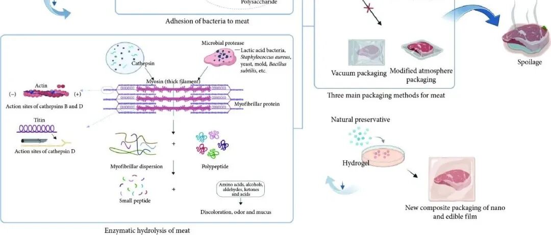 FSAP |\u00A0吉林农业大学任大勇教授等：益生菌与胆固醇代谢：从肠道微生态到心血管健康的科学新前沿 - Book学术