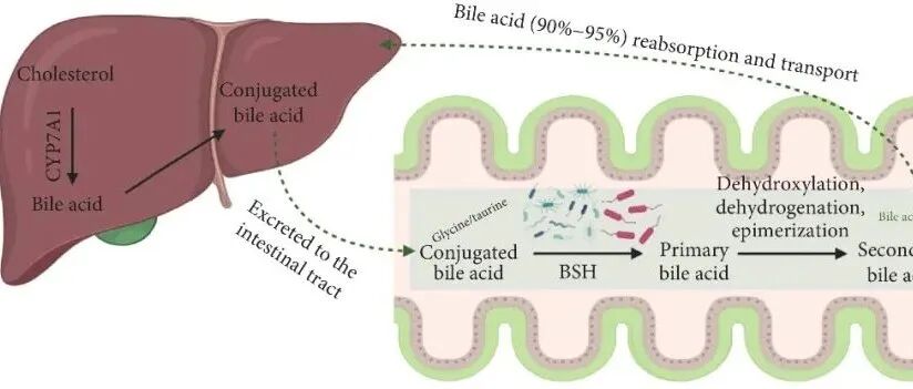 FSAP |\u00A0成都大学吉莉莉副教授、陈林副研究员等：高光谱成像技术在干腌火腿质量检测中的应用进展 - Book学术