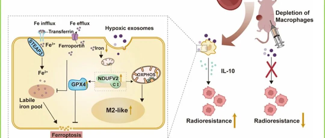 CELL DEATH DIS|\u00A0复旦大学放射医学研究所邵春林/张江虹：乏氧肿瘤外泌体通过NDUFV2抑制巨噬细胞炎症和铁死亡，增强 ...
