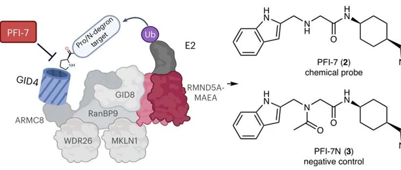 Nat. Chem. Biol. | 一种调节人GID4 Pro/N-degron相互作用的化学探针 - Book学术