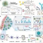 华南理工大学袁友永Adv. Mater：利用PD-L1阻断和生物正交前药激活实现协同的化学免疫治疗 - Book学术