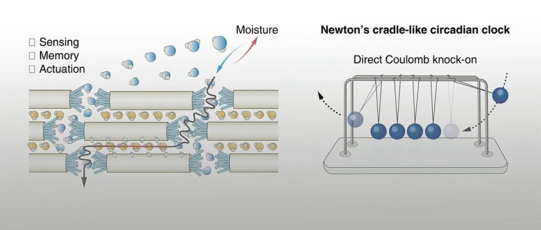 东华大学武培怡/刘艳军团队 Adv. Mater.：内置生物钟与记忆的水凝胶纤维 - Book学术