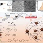 广西大学徐传辉教授《Small》：通过原位生成ZDMA辅助分散真黑素制备具有高光热性能的坚韧的橡胶复合材料及其疏水光热应用 - Book学术