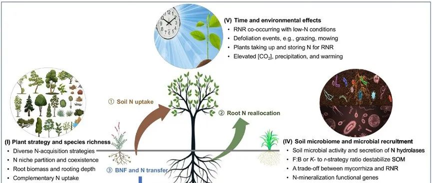根际氮过程综述| TRENDS PLANT SCI：根系氮的再分配:是什么让它变得重要? - Book学术