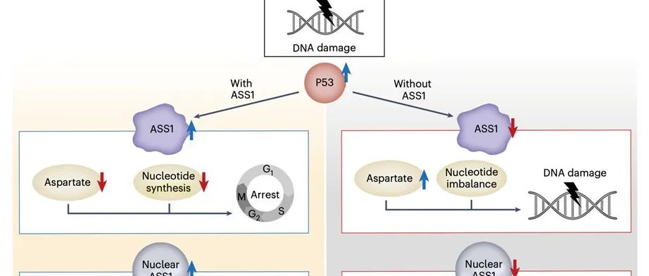 Nat. Metab. | ASS1通过核内代谢调节的p53介导的DNA损伤响应 - Book学术