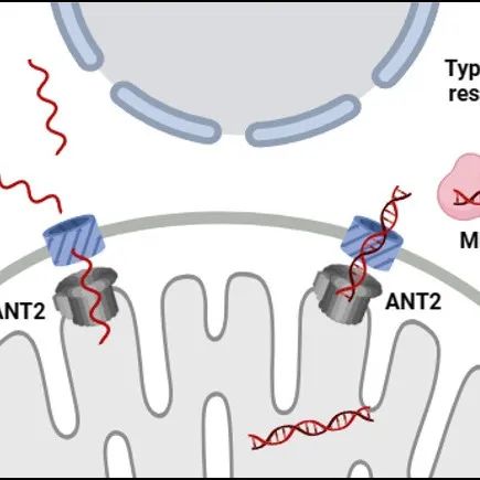 Cell Res丨厦门大学王耿团队揭示ANT2在线粒体跨膜转运RNA中发挥重要作用 - Book学术