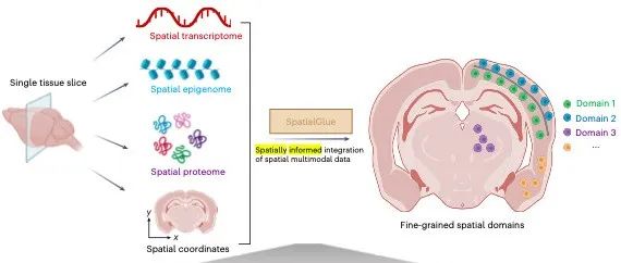 文献分享｜Nature Methods｜使用SpatialGlue解析空间多组学数据 - Book学术