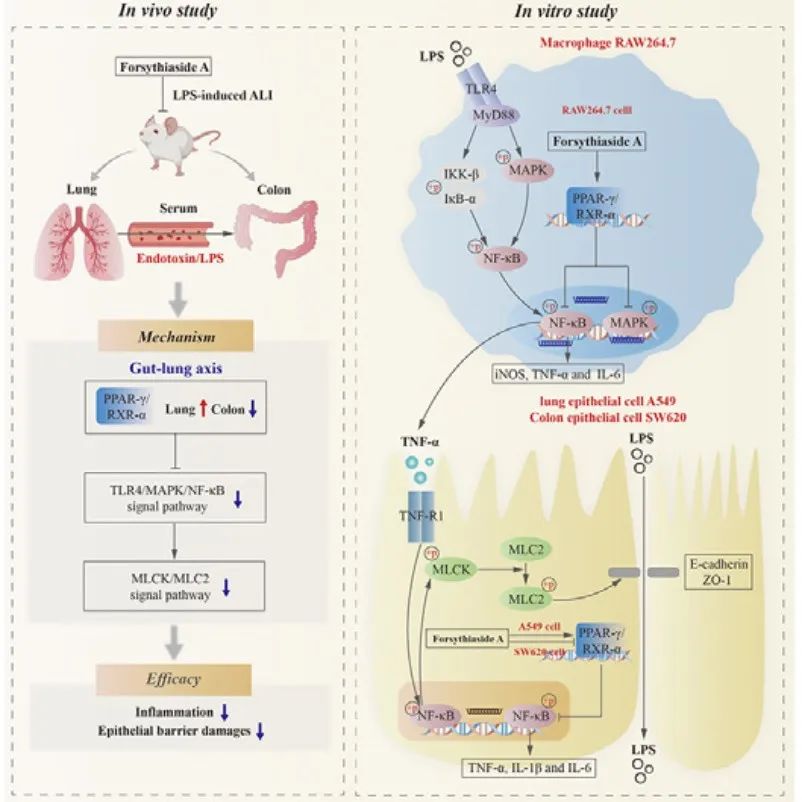 J Adv Res | 成都中医药大学李芸霞团队揭示连翘苷A通抑制肺和结肠炎症及上皮屏障损伤减轻急性肺损伤的机制 - Book学术