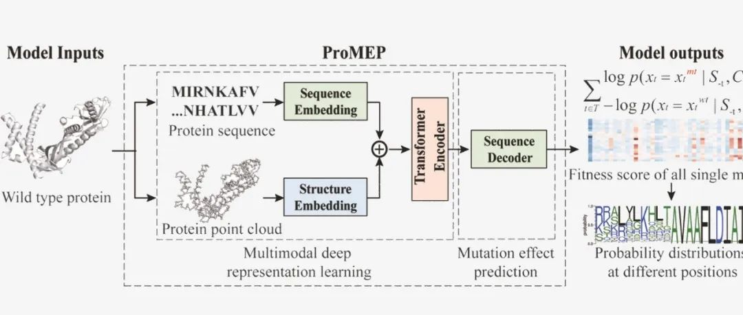Cell Res｜我国学者开发零样本突变效应预测模型，高效指导蛋白质设计改造 - Book学术
