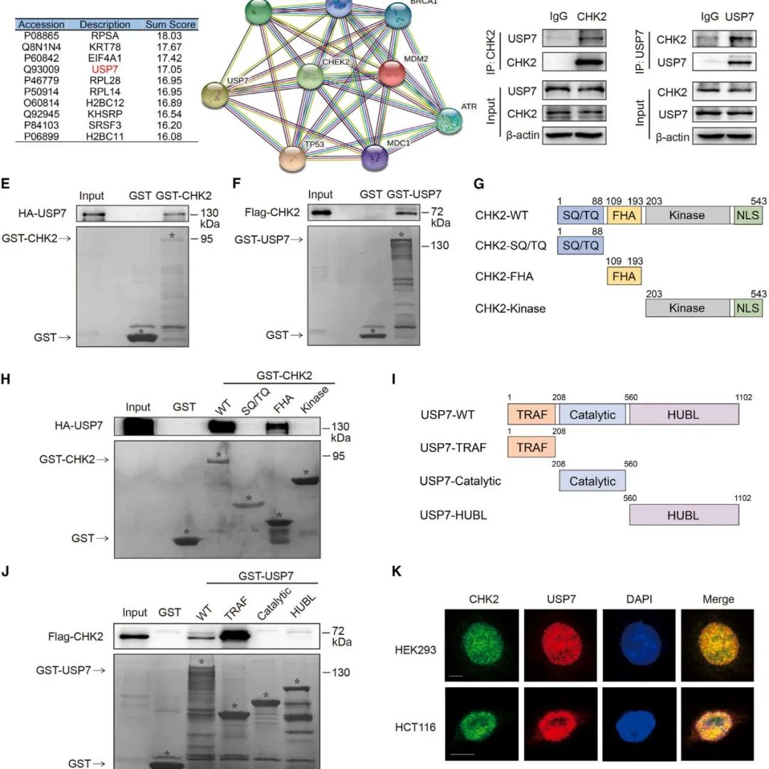 Cell Rep | 中国医科大学曹流团队揭示CHK2-USP7轴的磷酸化-去泛素化正反馈环稳定p53并维持细胞稳态的机制 - Book学术