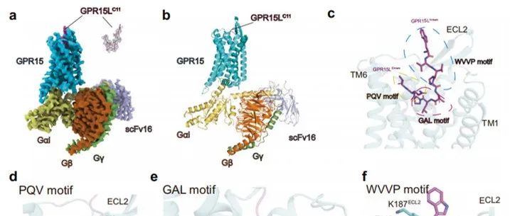 Cell Discov | 上海理工大学徐斐团队揭示GPR15L-GPR15复合体的结构的独特分子识别机制 - Book学术