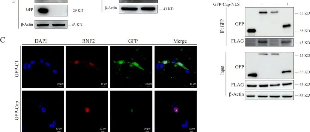 J Virol | 扬州大学刘爵团队揭示E3泛素连接酶RNF2通过靶向PCV3衣壳蛋白的泛素化降解抑制病毒复制 - Book学术