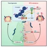Cell Host Microbe | 香港中文大学黄子隽/于君揭示胃消化链球菌促进结肠肿瘤形成和治疗耐药性 - Book学术