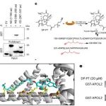 Nat. Chem. Biol. | 一种天然小分子通过靶向APOL2缓解肝纤维化 - Book学术